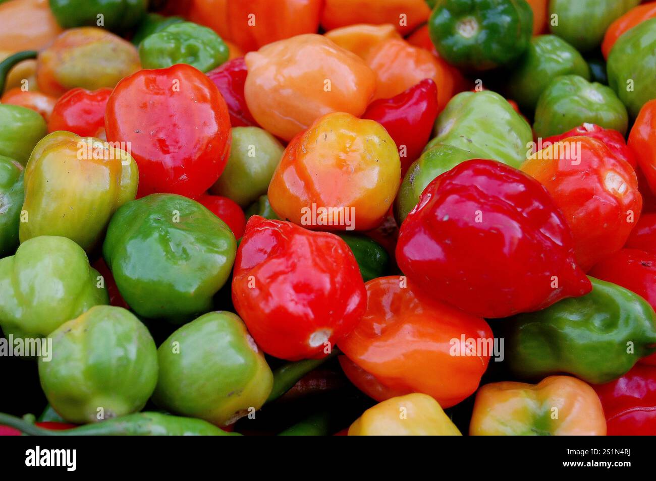 Chili peppers of varied colors and sizes can range from mild to hot in ...