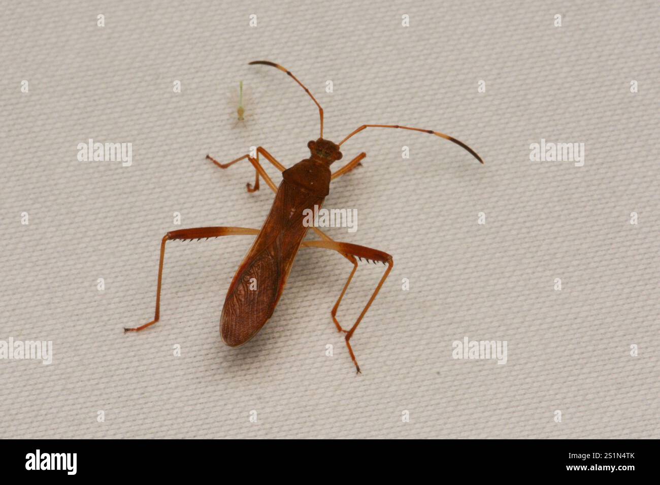 Lupine Bug (Megalotomus quinquespinosus Stock Photo - Alamy