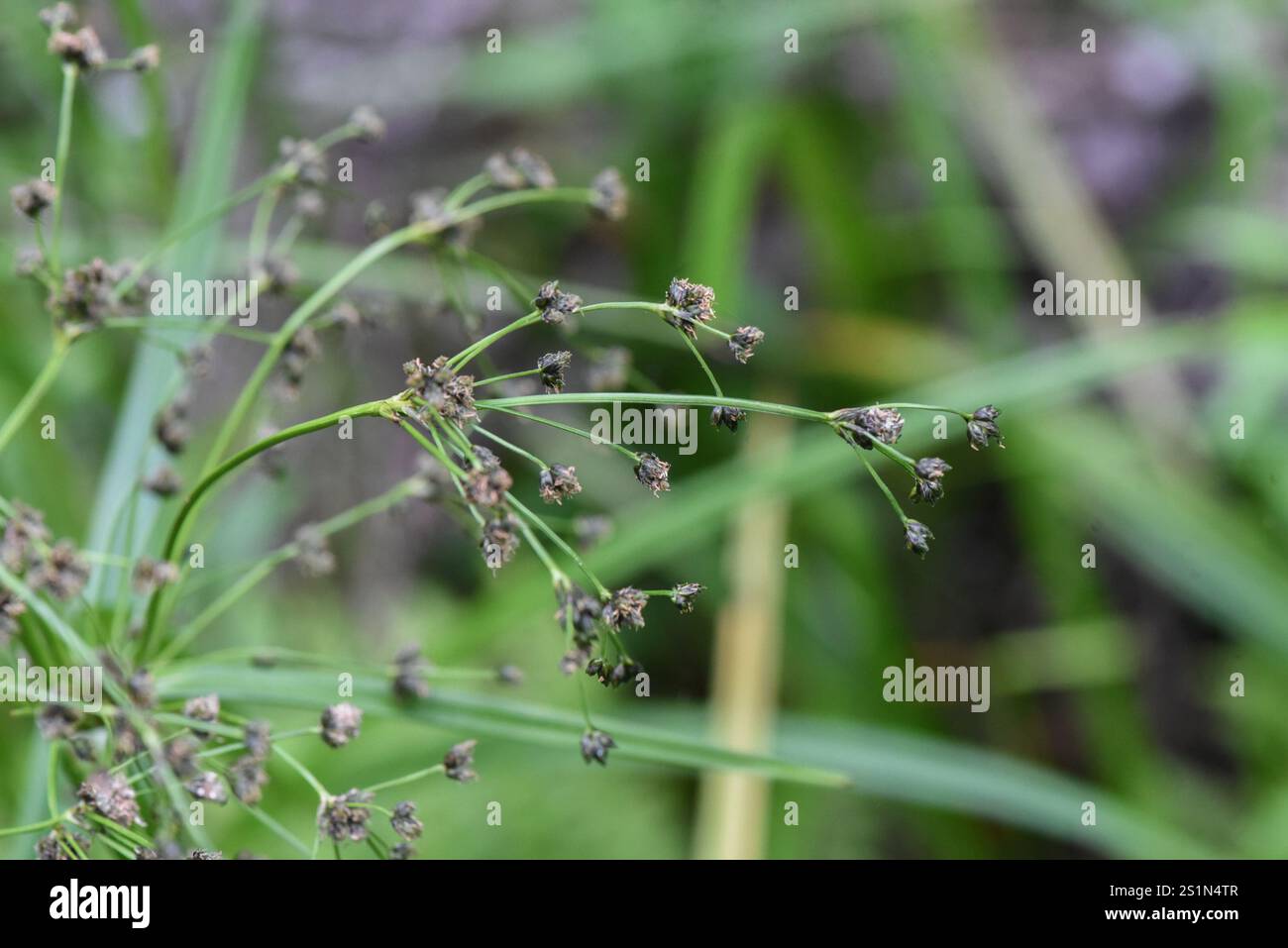 Panicled Bulrush (Scirpus microcarpus Stock Photo - Alamy