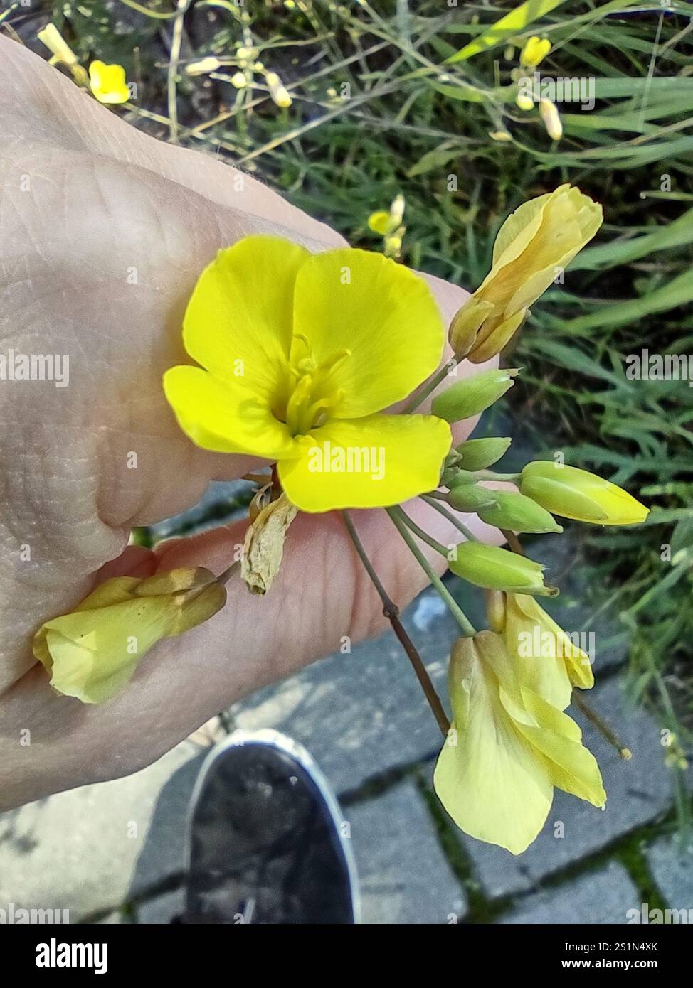Perennial Wall-rocket (Diplotaxis tenuifolia Stock Photo - Alamy