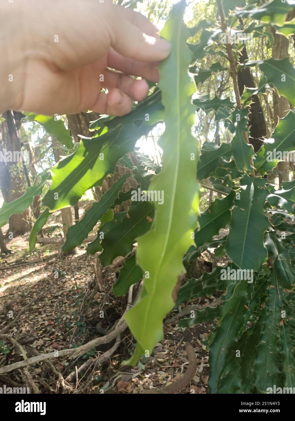 Macadamia Tree (Macadamia integrifolia Stock Photo - Alamy