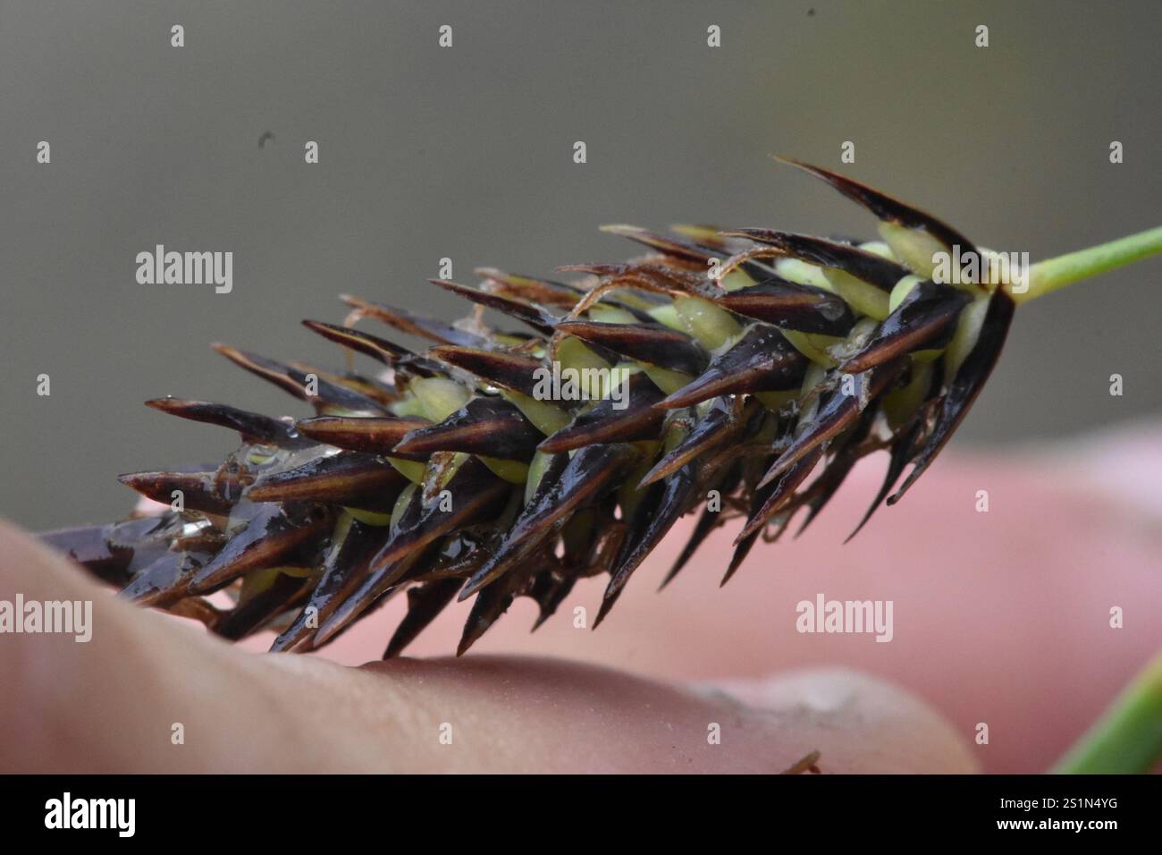 Alaska Large Awn Sedge (Carex macrochaeta Stock Photo - Alamy