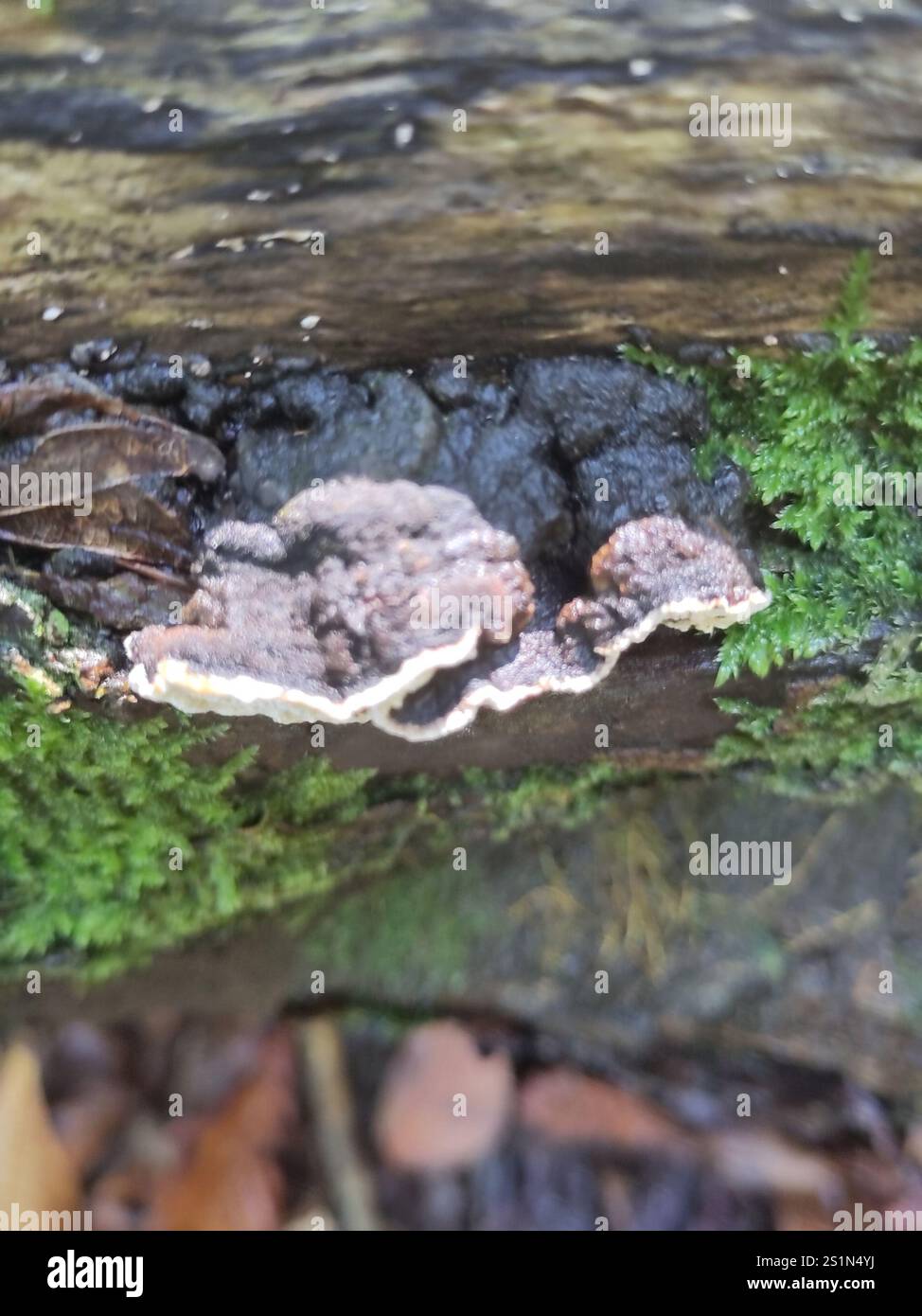 Conifer-base Polypore (Heterobasidion annosum Stock Photo - Alamy