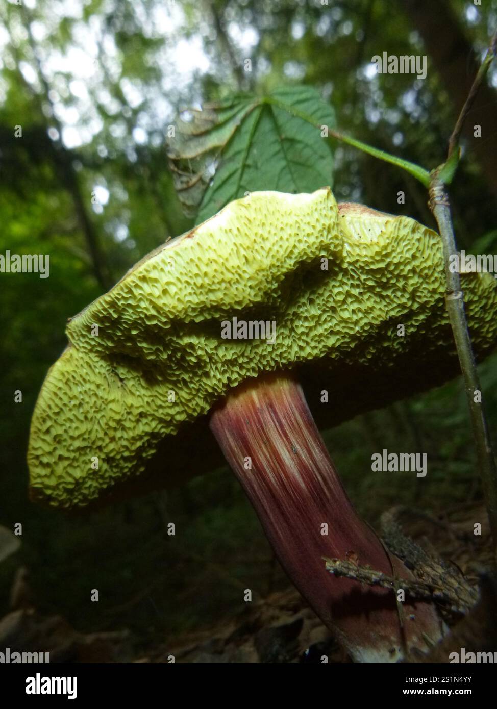 Red-cracking Bolete (Xerocomellus chrysenteron Stock Photo - Alamy