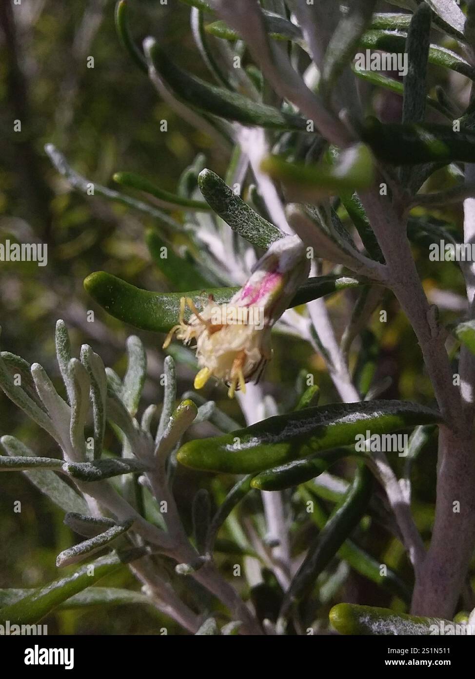 Coastal Daisy-Bush (Olearia axillaris Stock Photo - Alamy