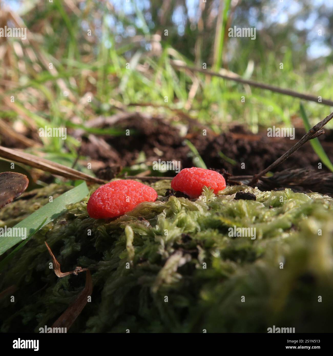 Red Raspberry Slime Mold (Tubifera ferruginosa Stock Photo - Alamy