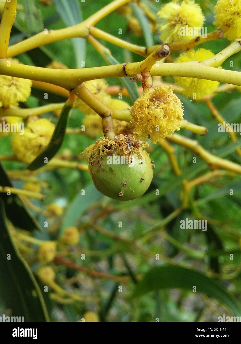 Golden Wattle Gall Wasp (Trichilogaster signiventris Stock Photo - Alamy
