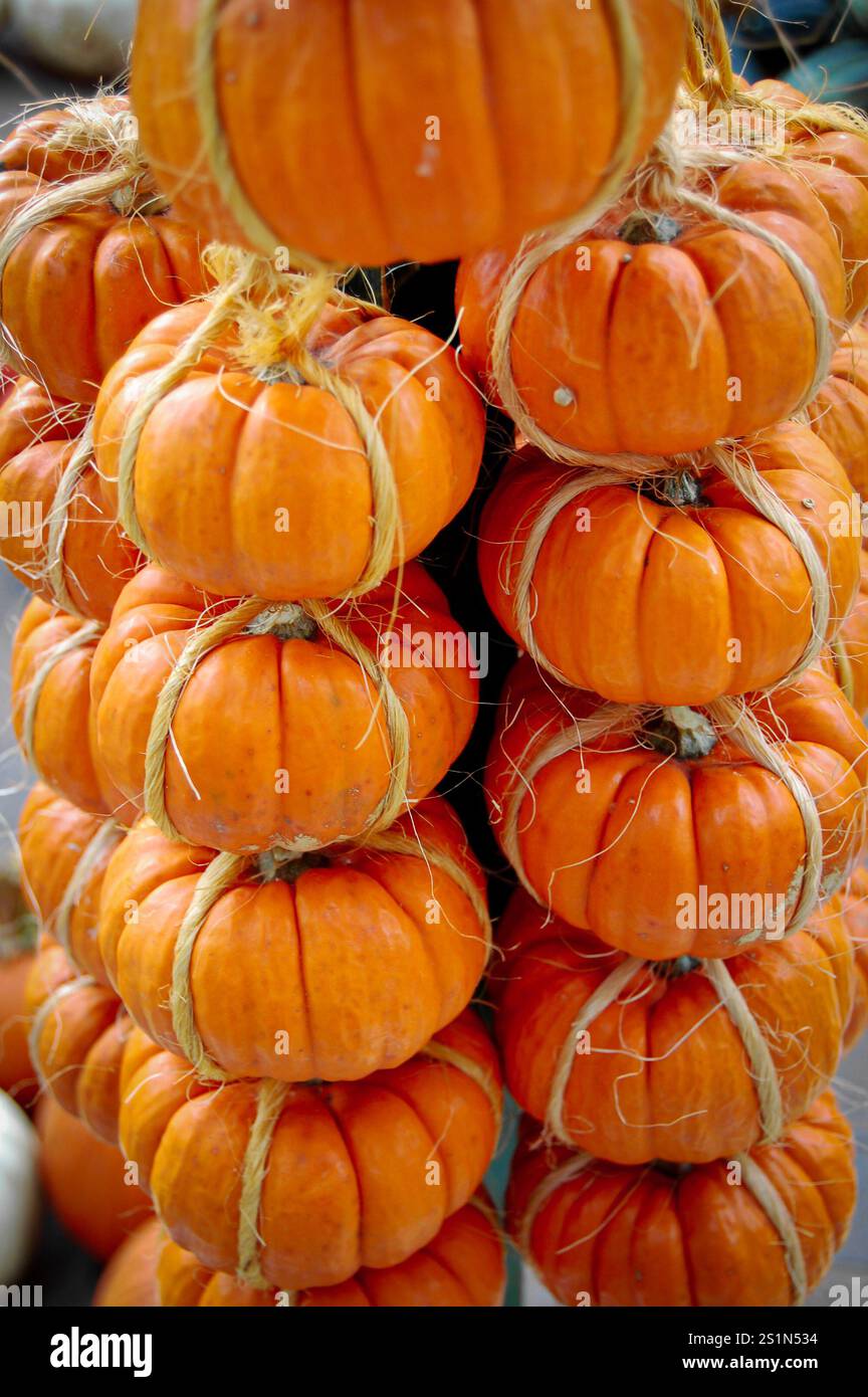 Assorted pumpkins are reminders that Halloween is coming soon Stock ...