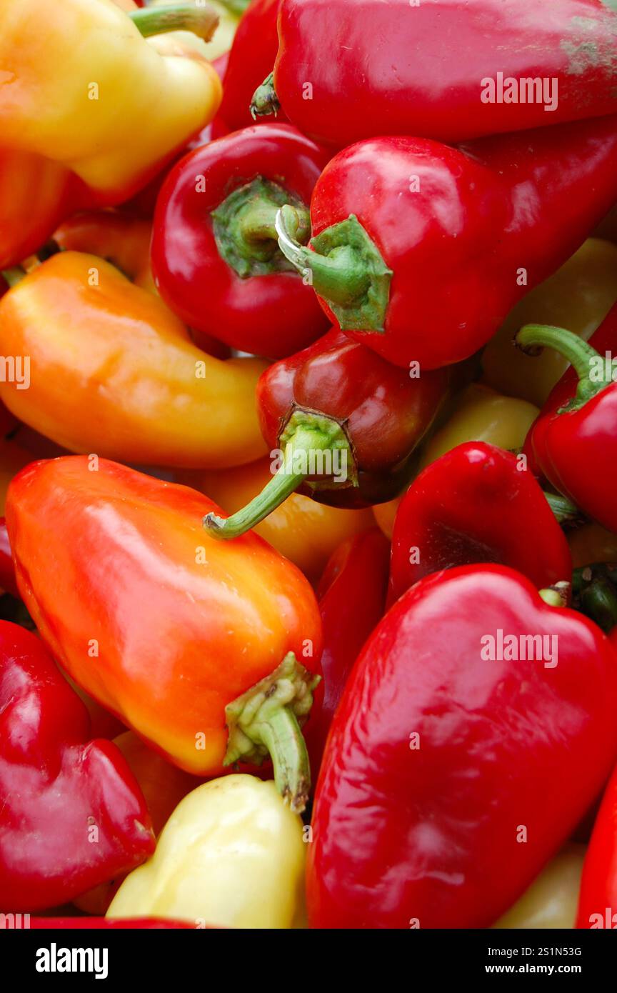 Chili peppers of varied colors and sizes can range from mild to hot in ...