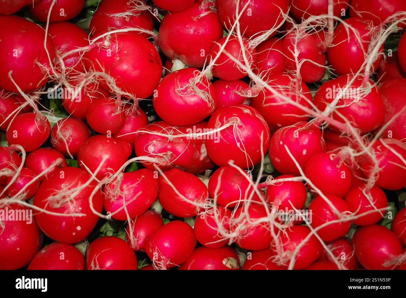 Red radishes are a fast-growing cool-season crop noted for its pungent ...