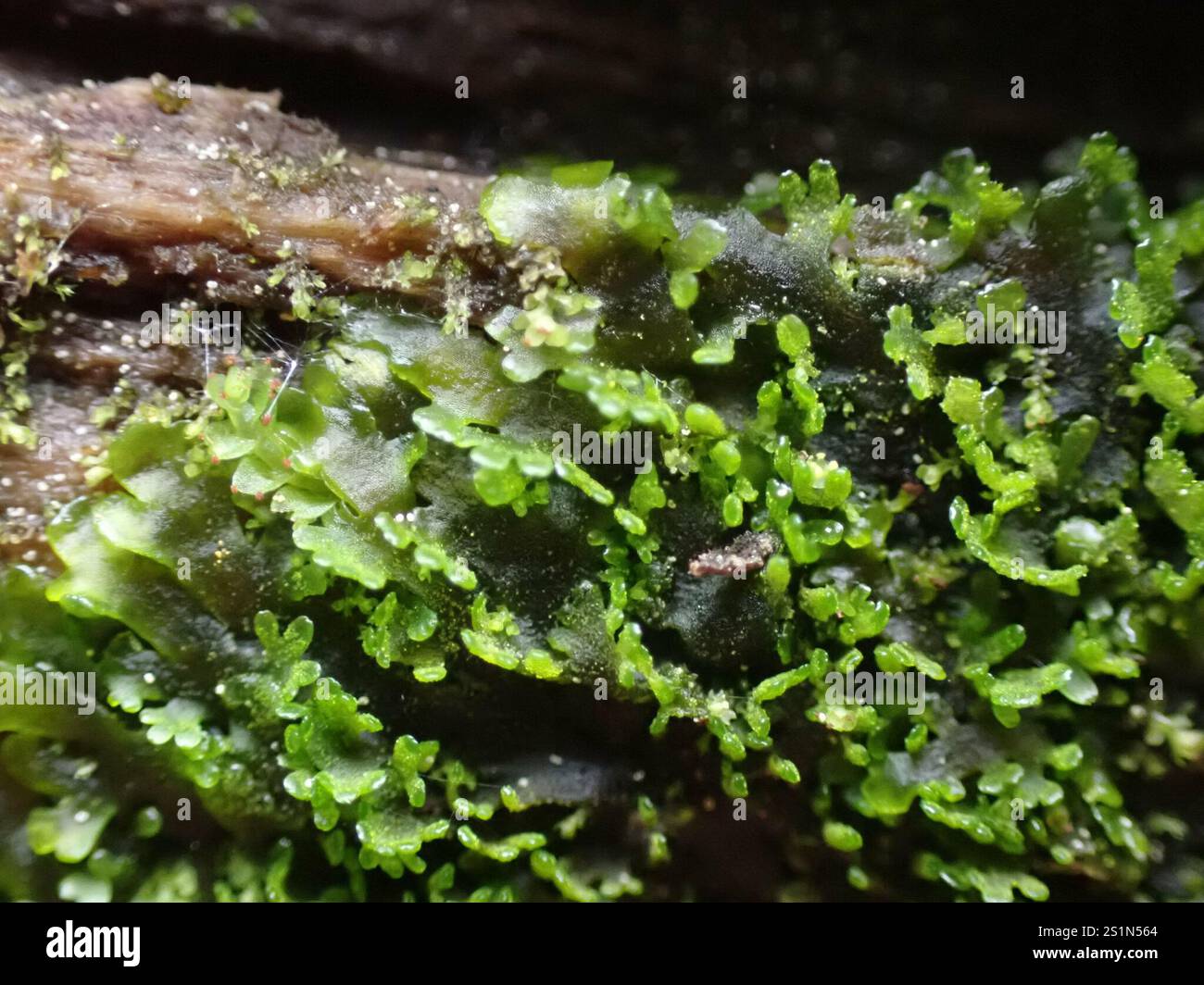greasewort (Aneura pinguis Stock Photo - Alamy