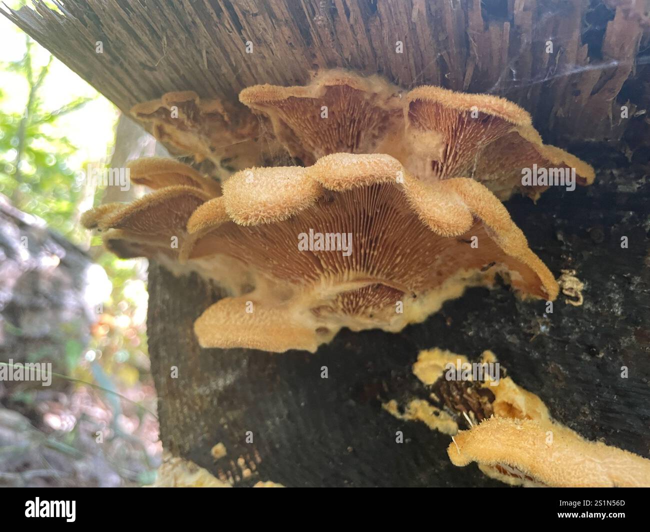 Stinking Orange Oyster (Phyllotopsis nidulans Stock Photo - Alamy