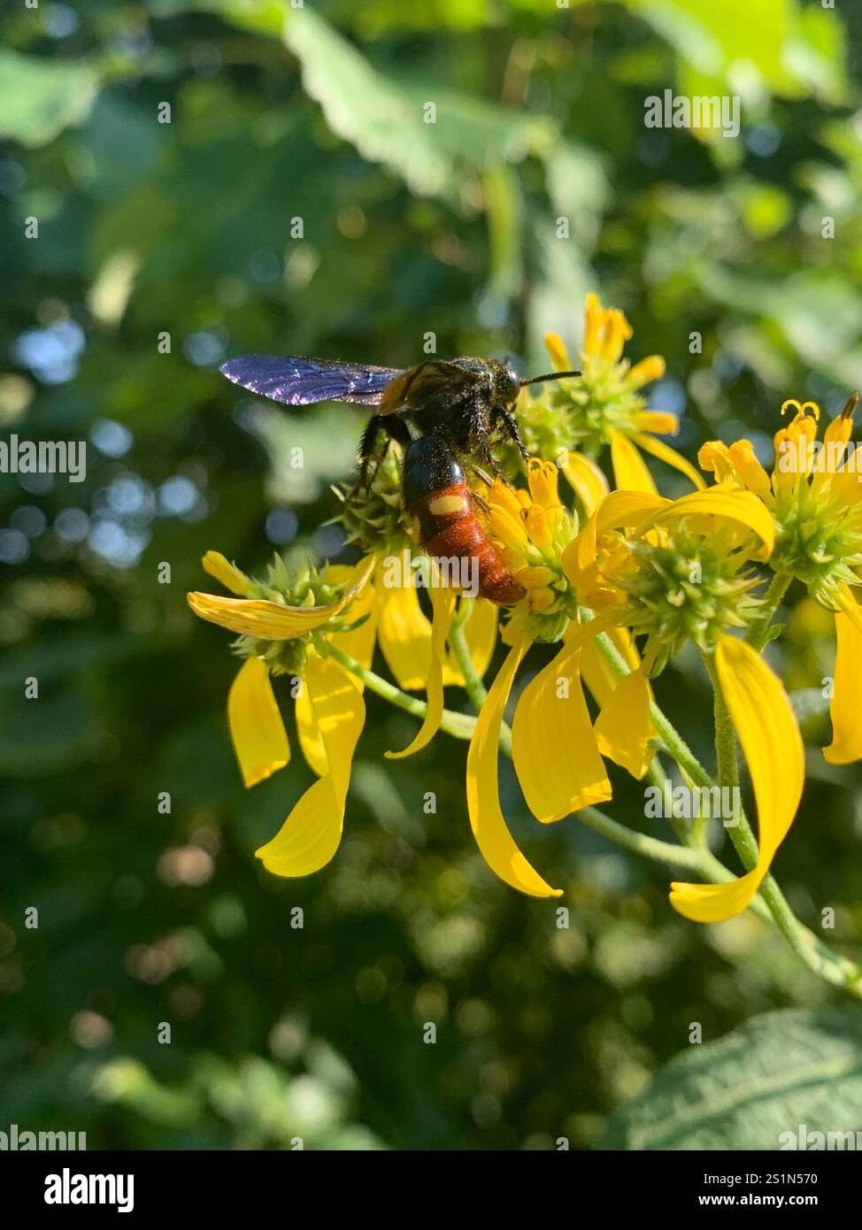 Blue-winged Scoliid Wasp (Scolia dubia Stock Photo - Alamy