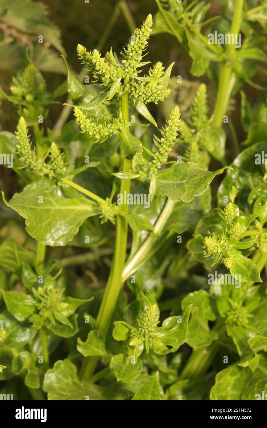 sea beet (Beta vulgaris maritima Stock Photo - Alamy