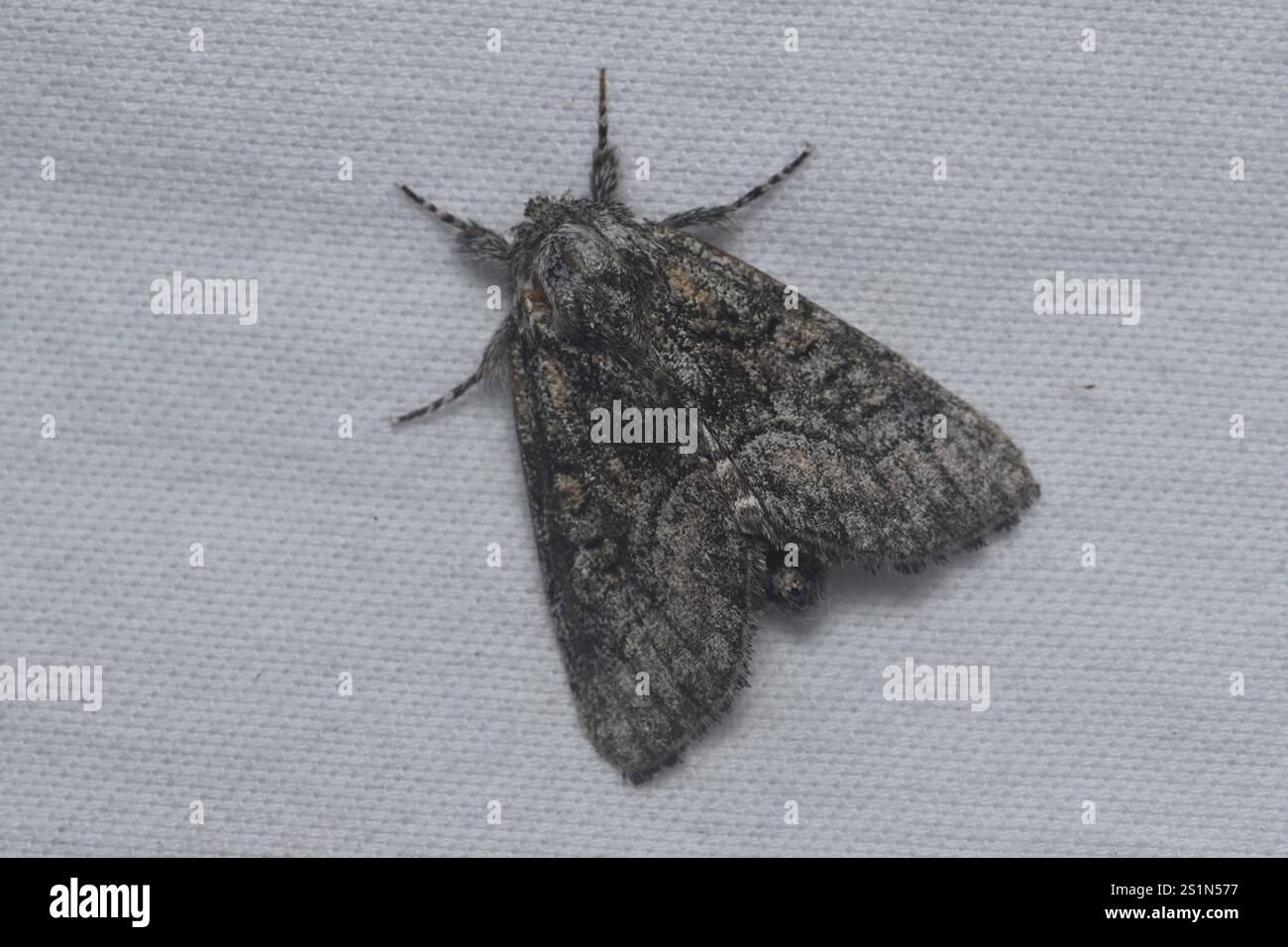Brother Moth (Raphia frater Stock Photo - Alamy