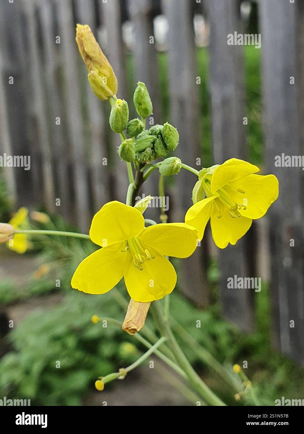 Perennial Wall-rocket (Diplotaxis tenuifolia Stock Photo - Alamy