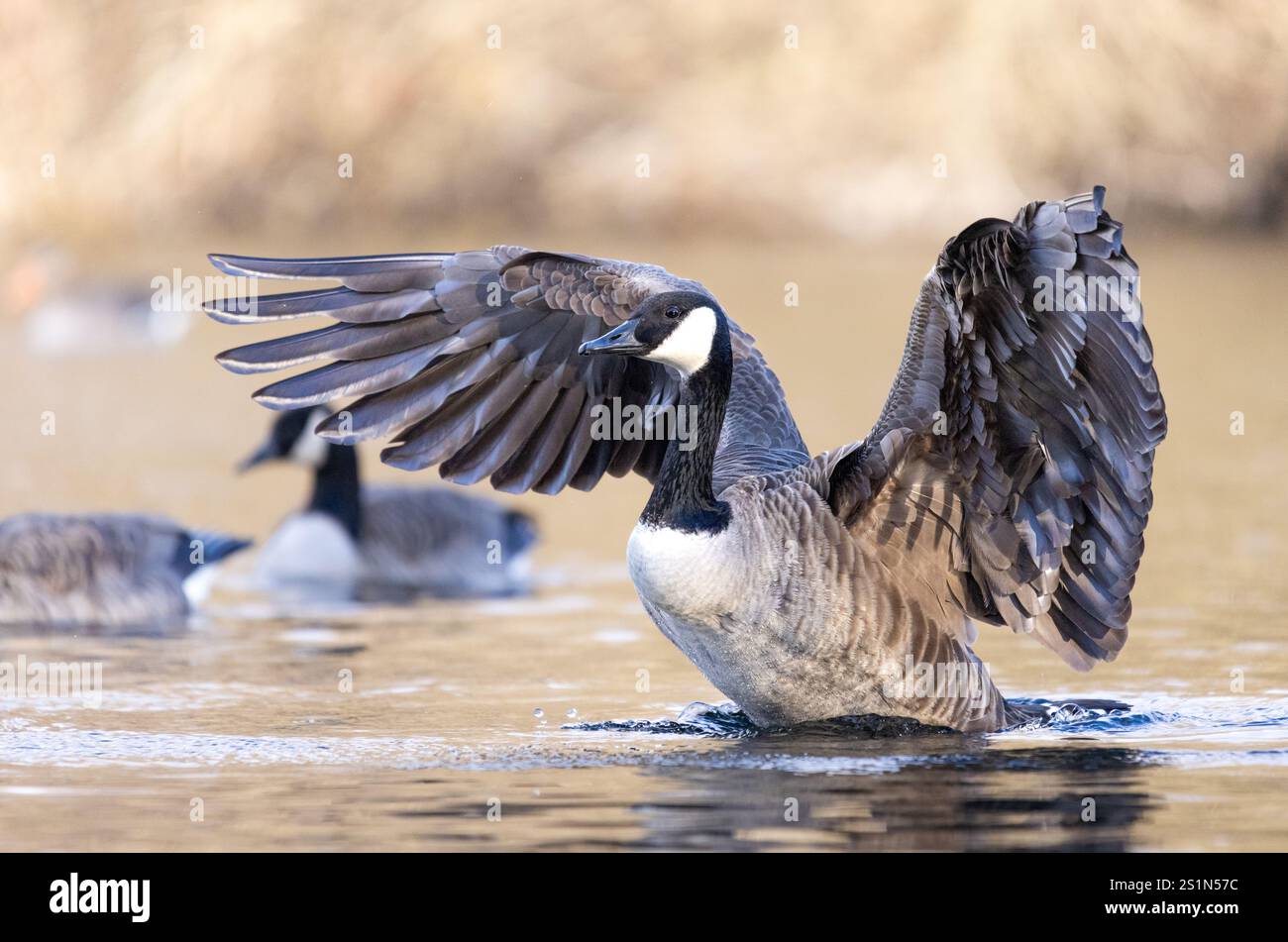 Sea goose standing up and drying its wings with sunny background Stock ...