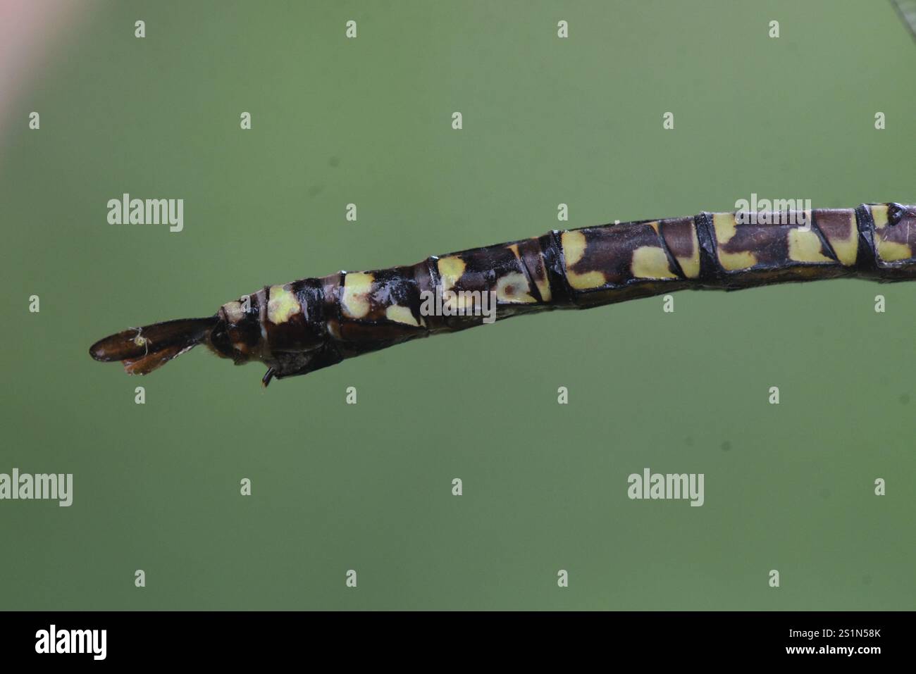 Lake Darner (Aeshna eremita Stock Photo - Alamy