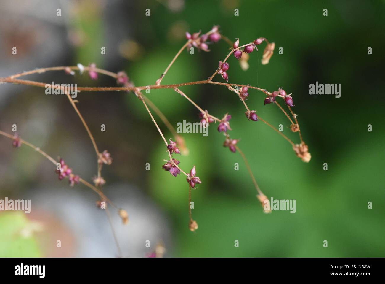 wood saxifrage (Saxifraga mertensiana Stock Photo - Alamy