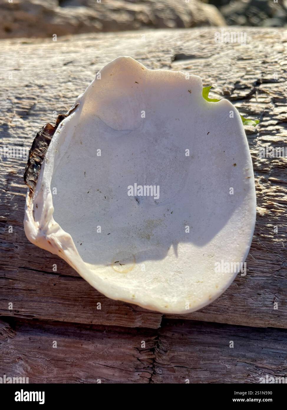 Butter Clam (Saxidomus gigantea Stock Photo - Alamy