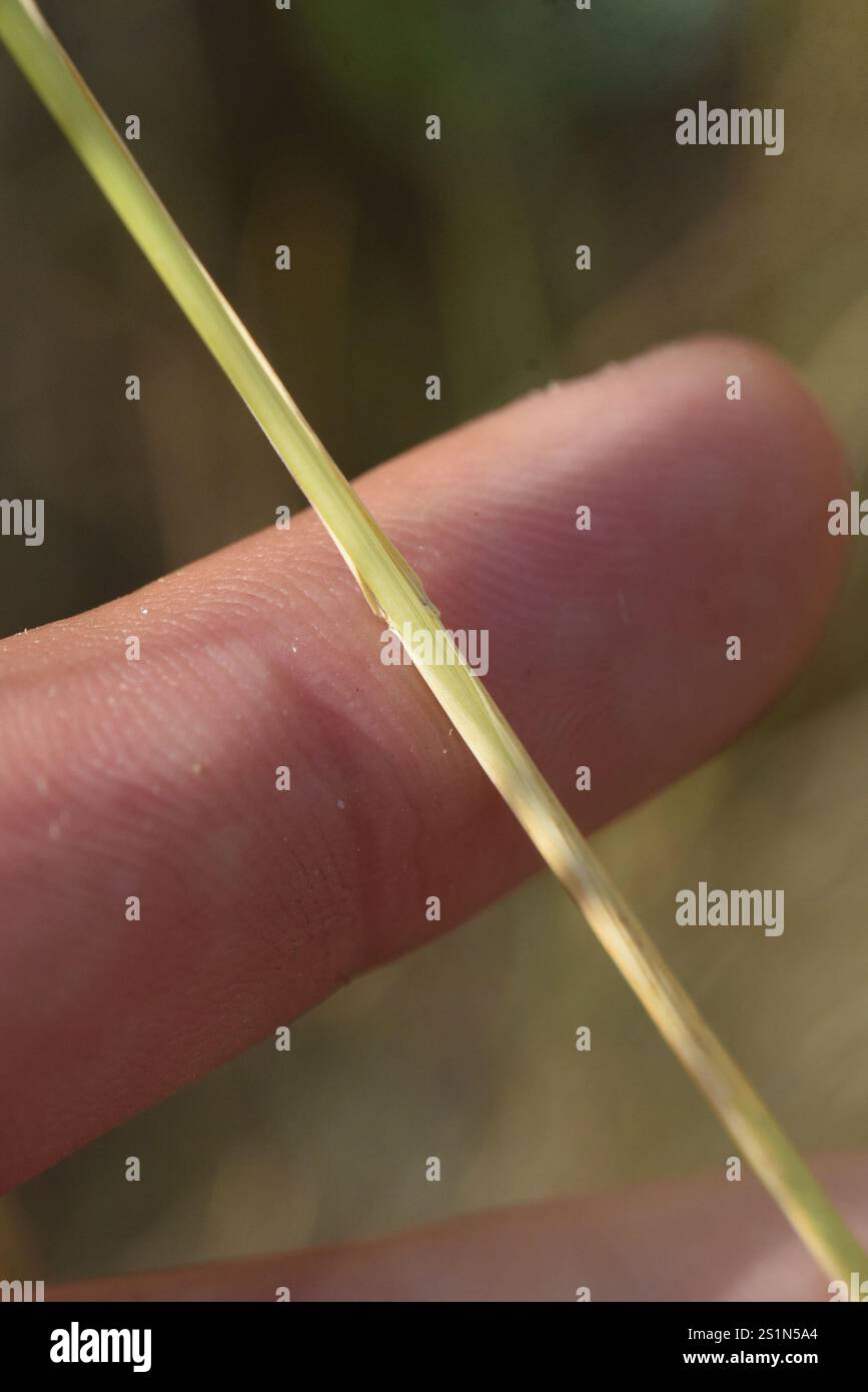 Foxtail Barley (Hordeum jubatum Stock Photo - Alamy