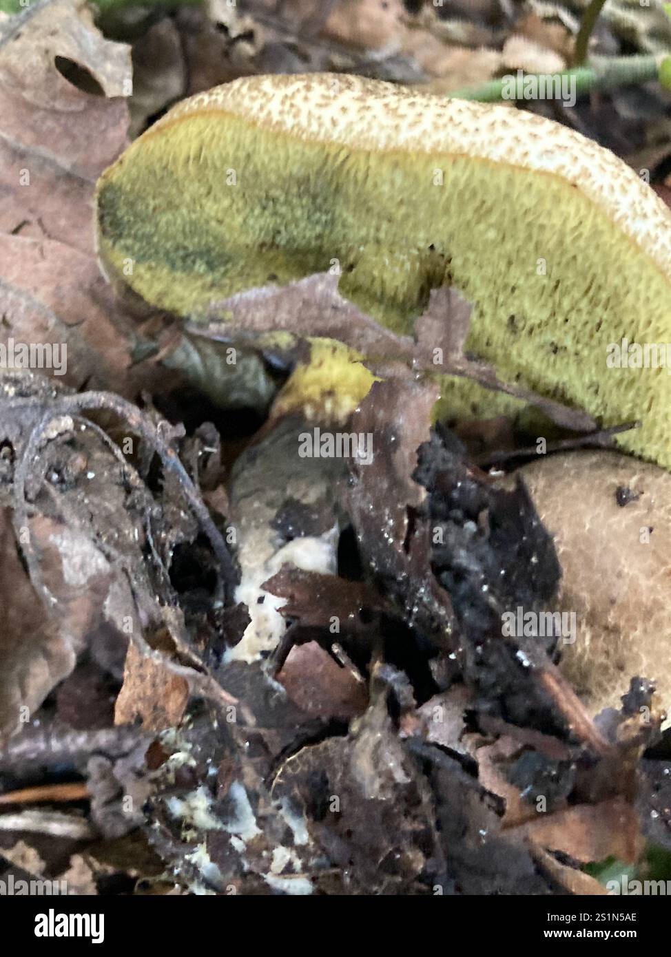 Red-cracking Bolete (Xerocomellus chrysenteron Stock Photo - Alamy
