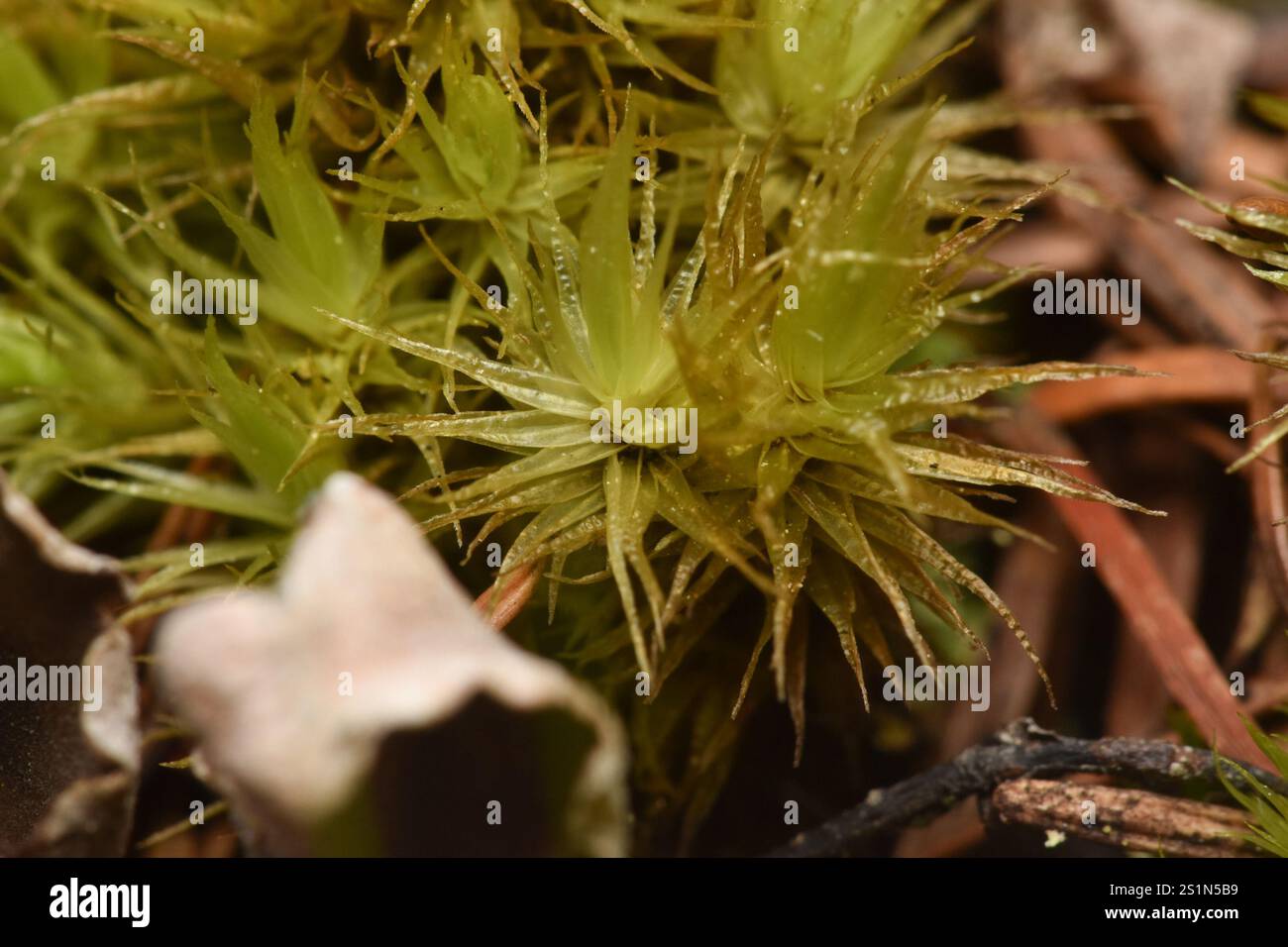 Waxyleaf Moss (Dicranum polysetum Stock Photo - Alamy