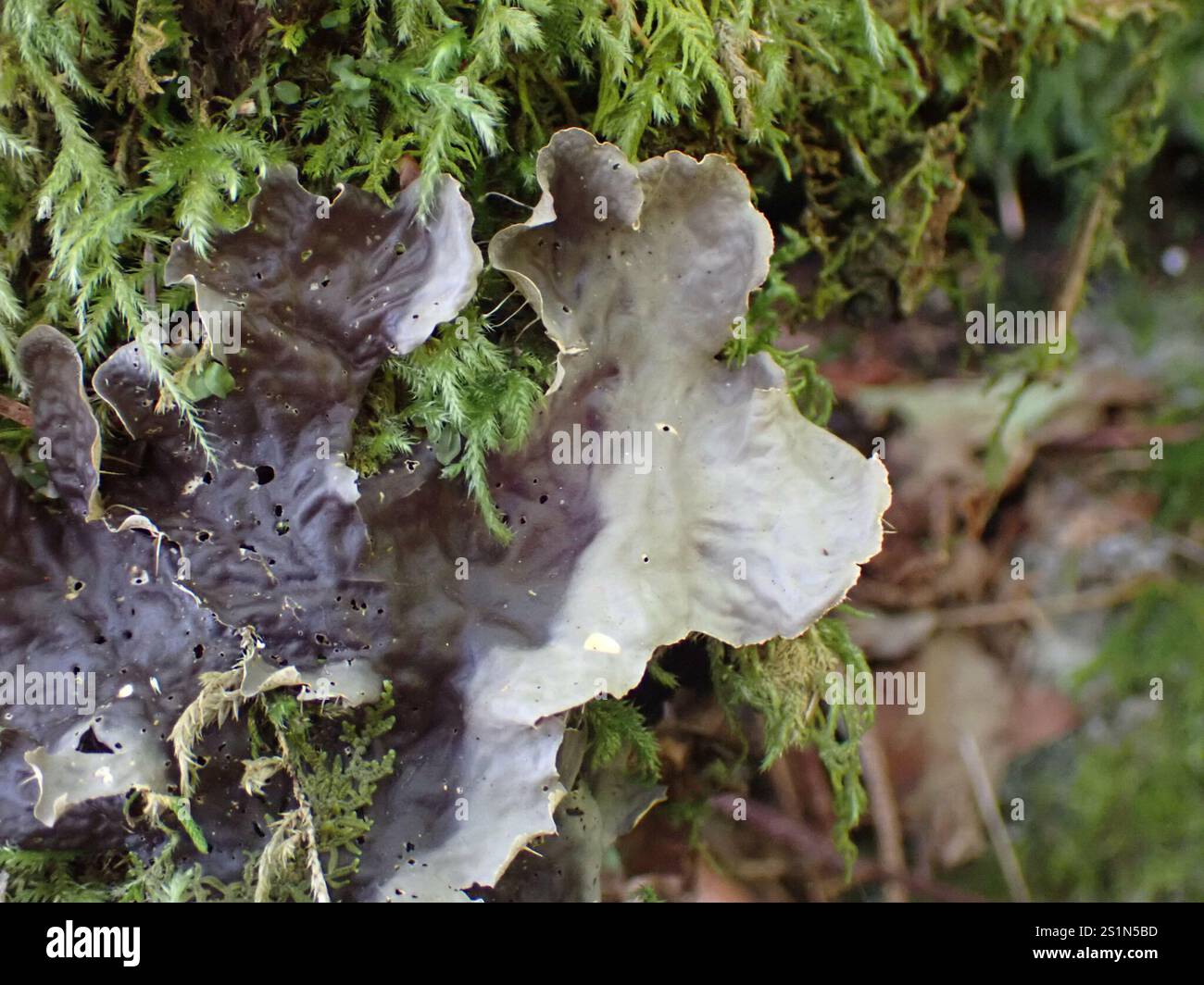 membranous pelt lichen (Peltigera membranacea Stock Photo - Alamy