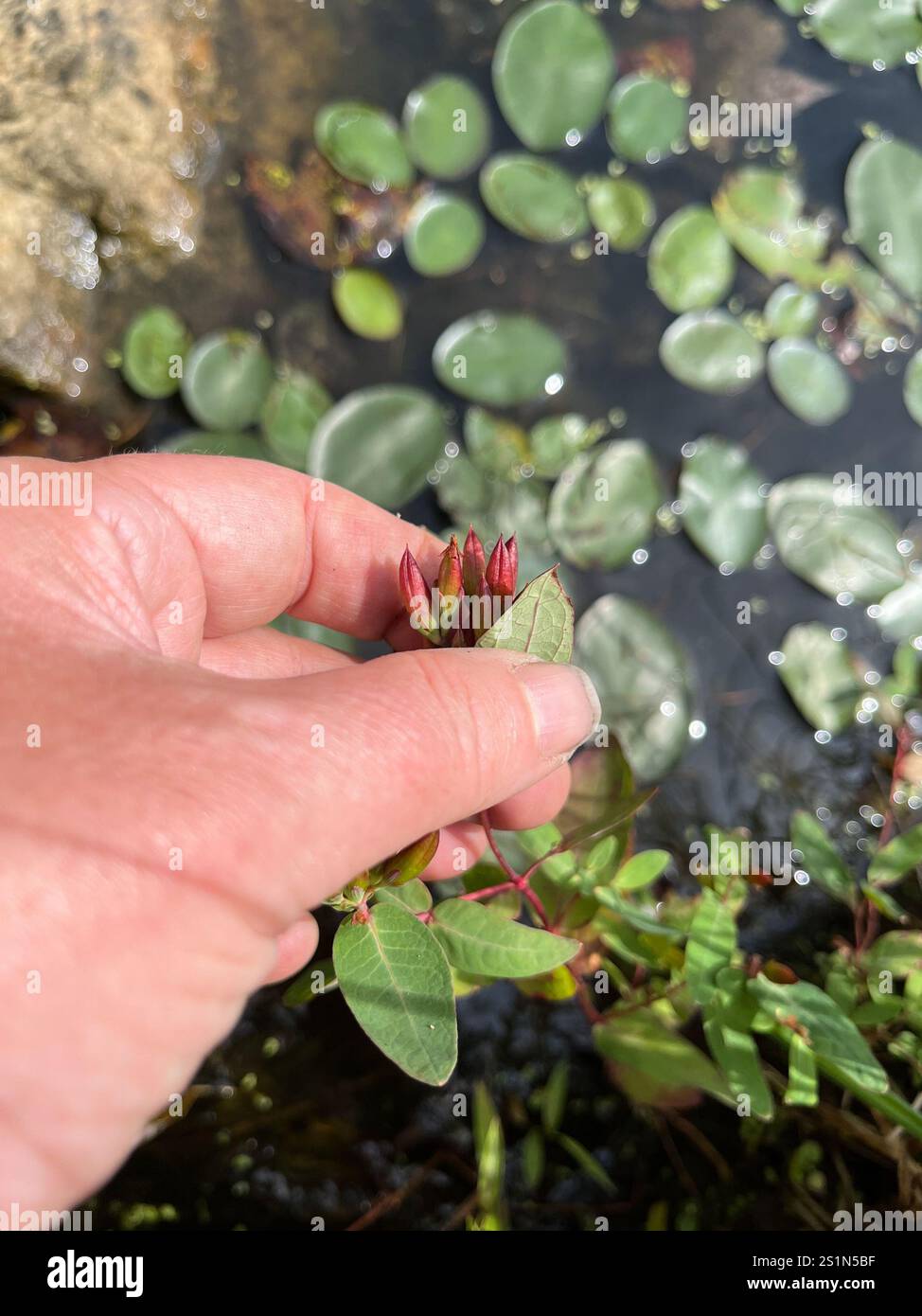 Fraser's marsh St. John's-wort (Hypericum fraseri Stock Photo - Alamy