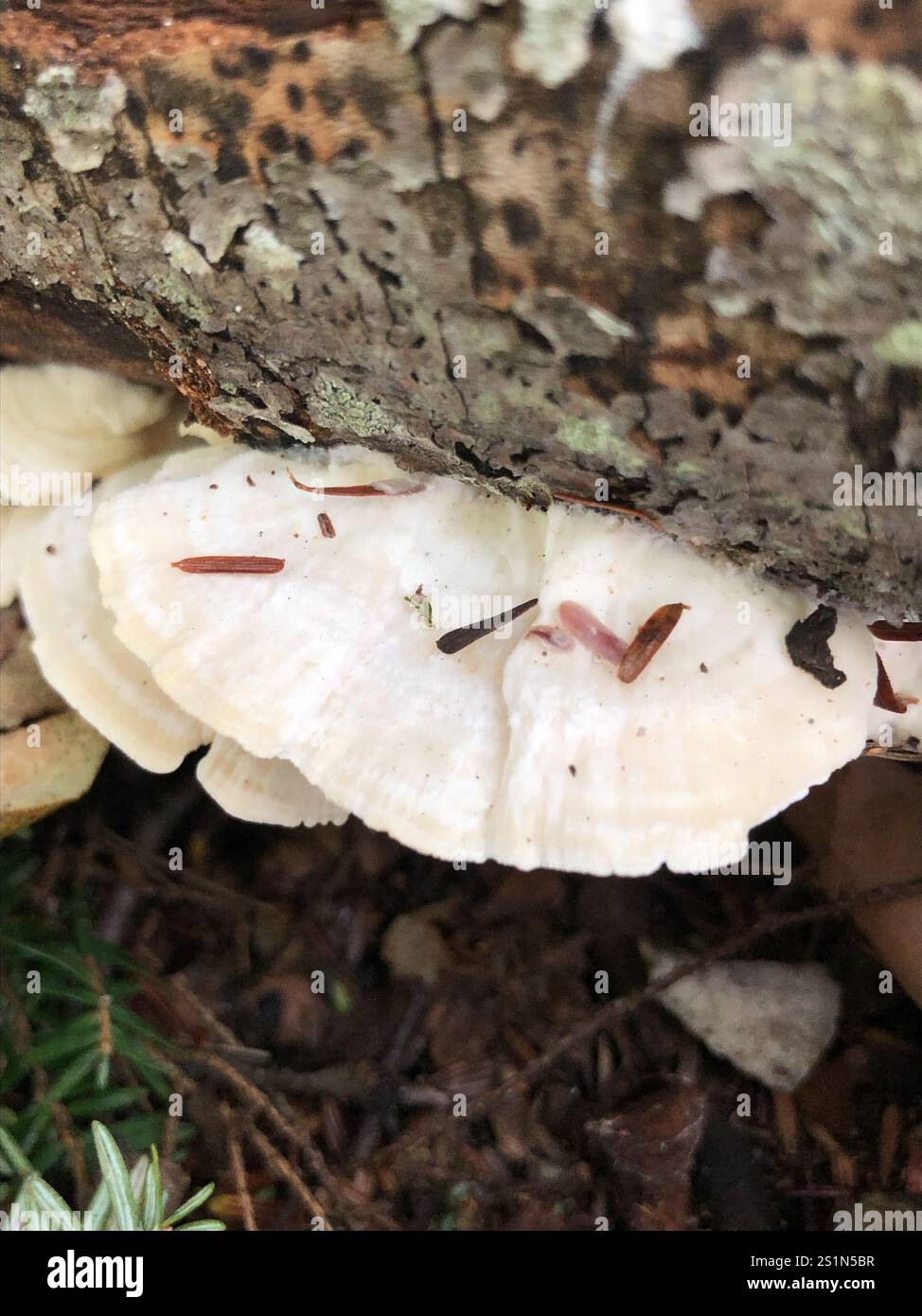 shelf fungi (Polyporales Stock Photo - Alamy