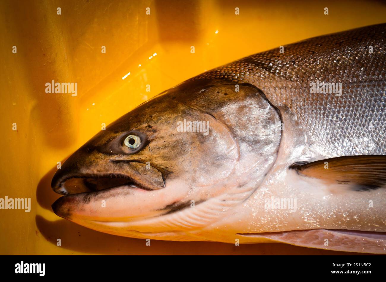 Fresh fish line caught for dinner Stock Photo - Alamy