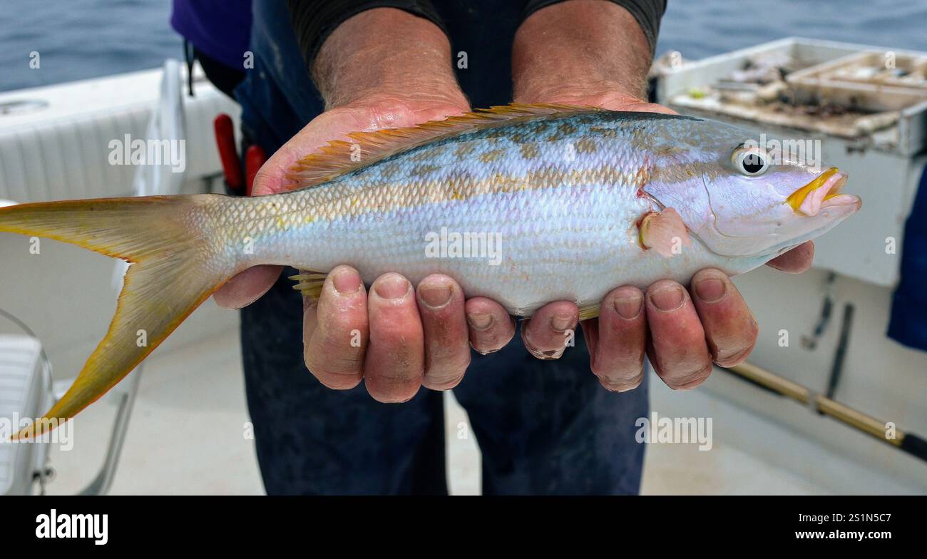 Olfactores hi-res stock photography and images - Alamy