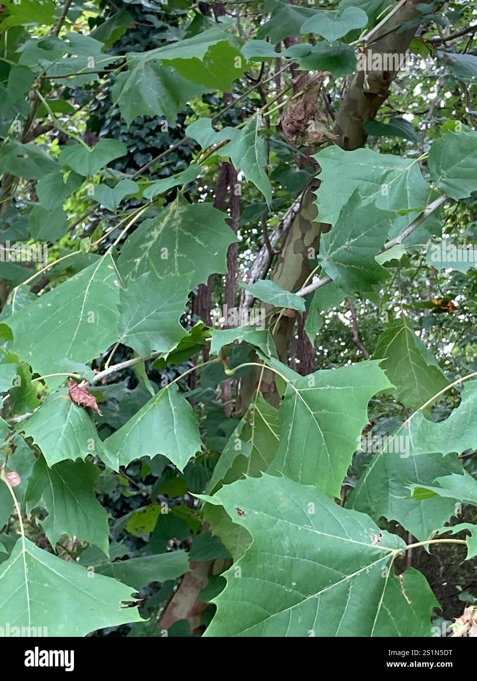 American sycamore (Platanus occidentalis Stock Photo - Alamy