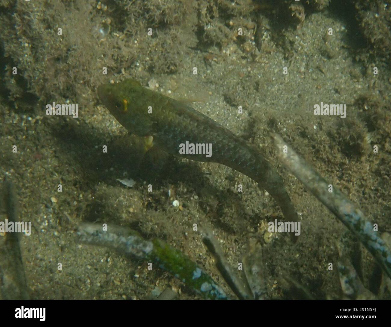 European Parrotfish (Sparisoma cretense Stock Photo - Alamy