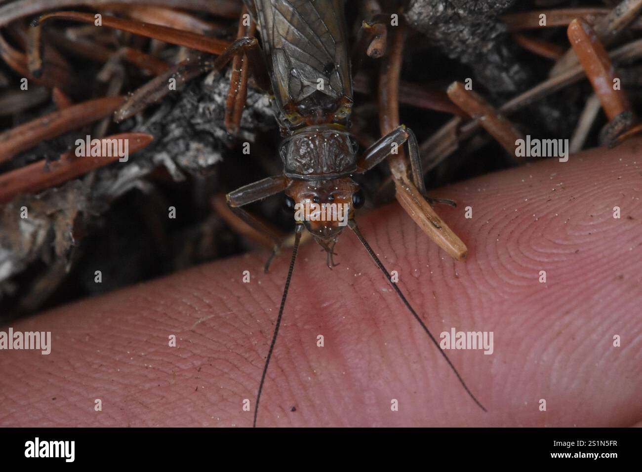 Common Stoneflies (Perlidae Stock Photo - Alamy