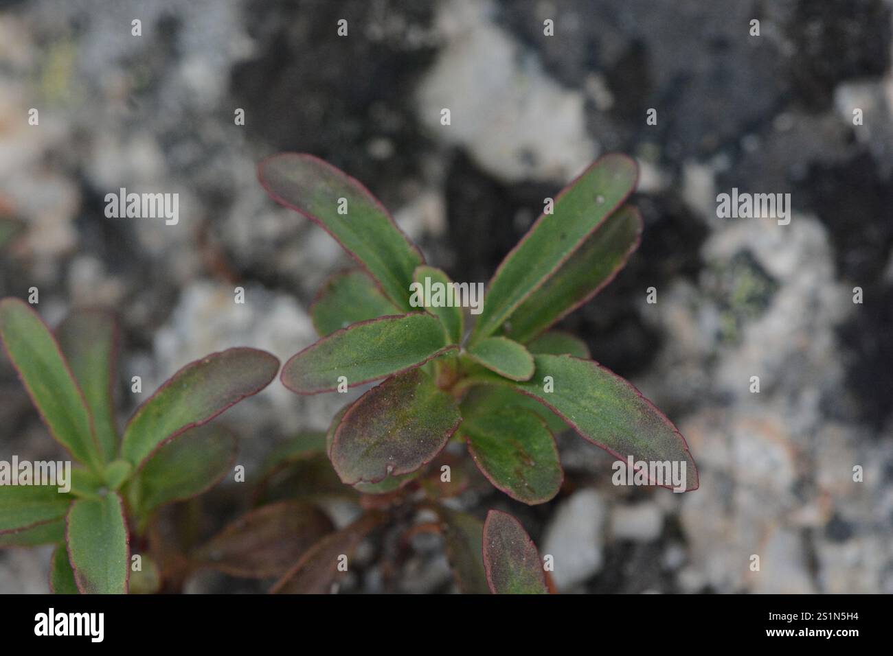 Eggleaf Beardtongue (Penstemon ellipticus Stock Photo - Alamy