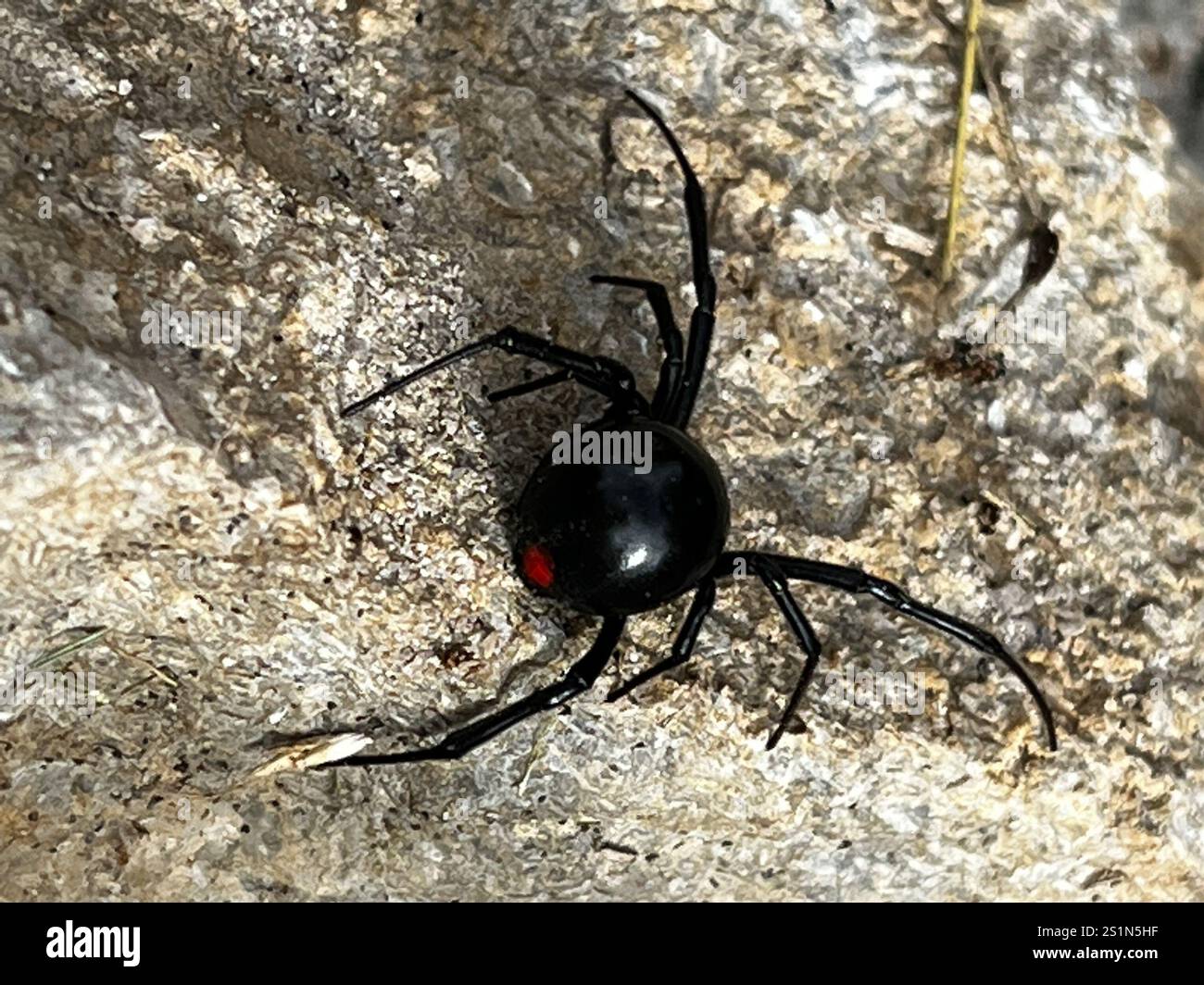Southern Black Widow (Latrodectus mactans Stock Photo - Alamy