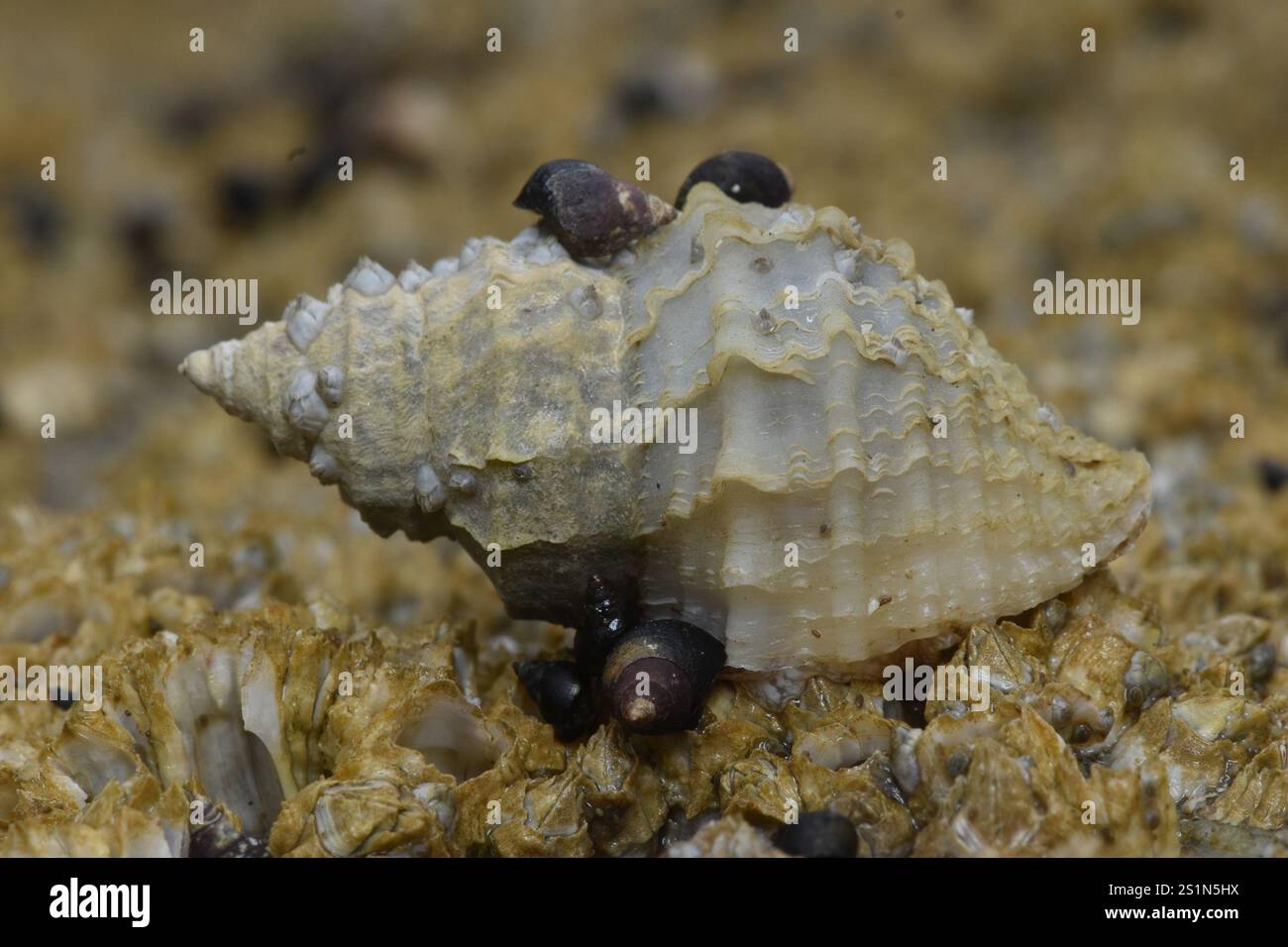 Frilled Dogwinkle (Nucella lamellosa Stock Photo - Alamy