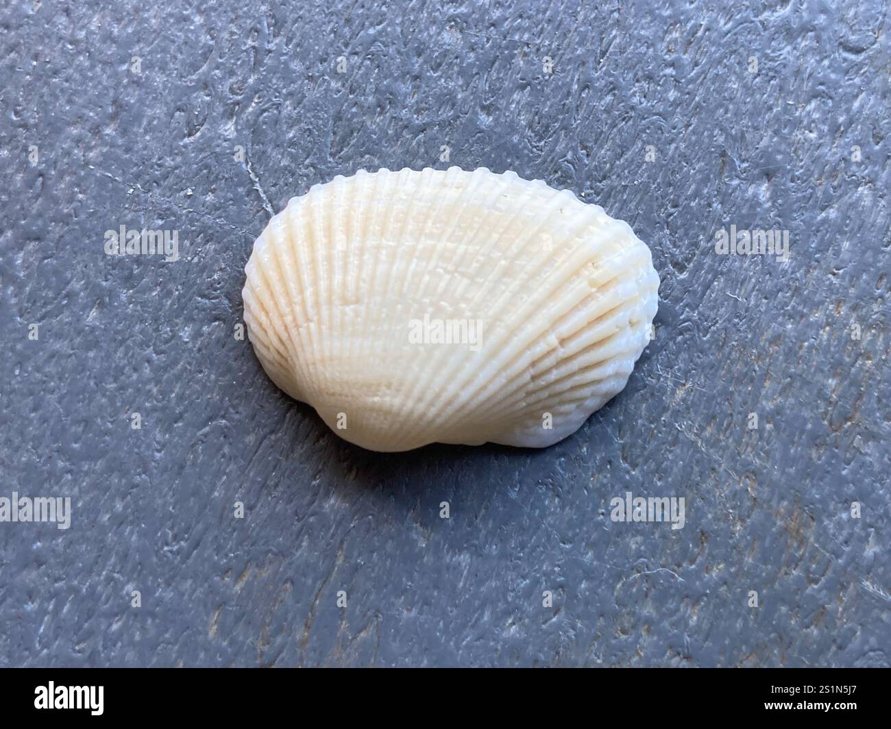 Transverse Ark (Anadara transversa Stock Photo - Alamy