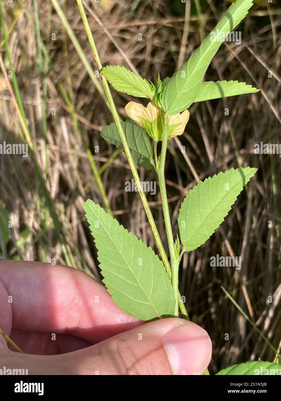 Common Fanpetals (Sida ulmifolia Stock Photo - Alamy