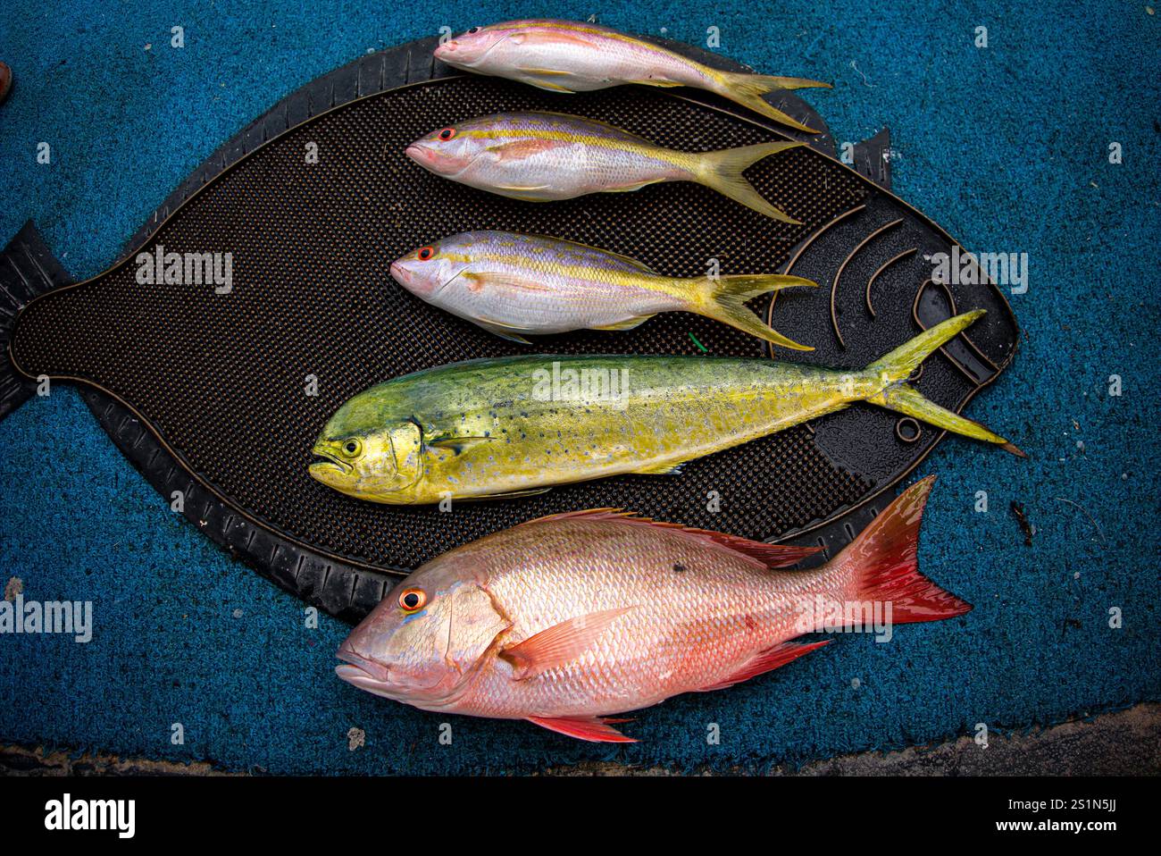 Catch day fresh fish hi-res stock photography and images - Alamy
