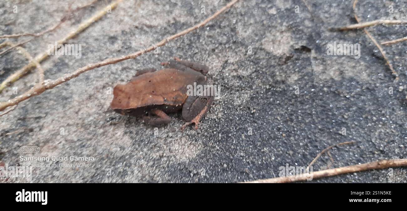 Leaf Litter Toad (Rhaebo haematiticus Stock Photo - Alamy
