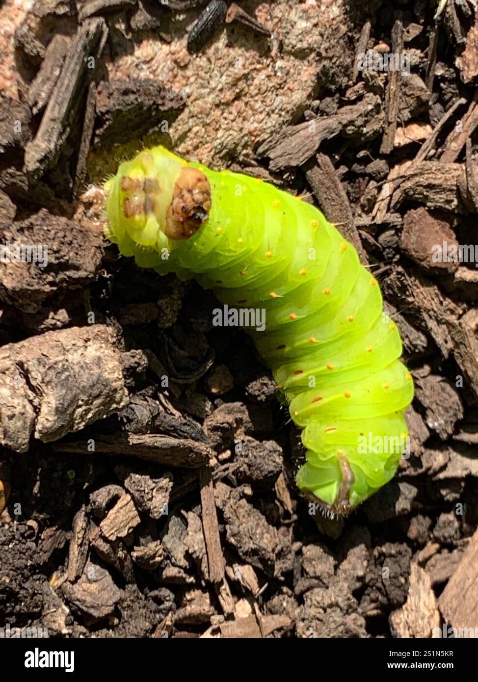 Polyphemus Moth (Antheraea polyphemus Stock Photo - Alamy
