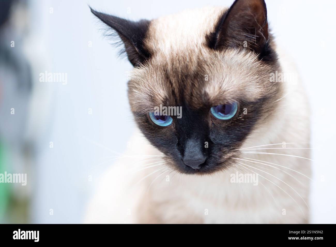 This is a detailed closeup image of a beautiful Siamese cat that has striking blue eyes ...