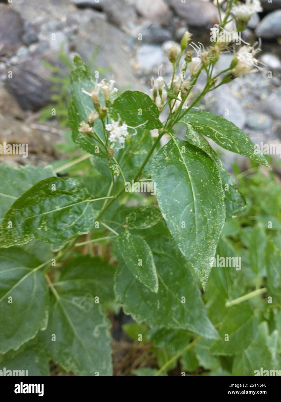 Western Snakeroot (Ageratina occidentalis Stock Photo - Alamy