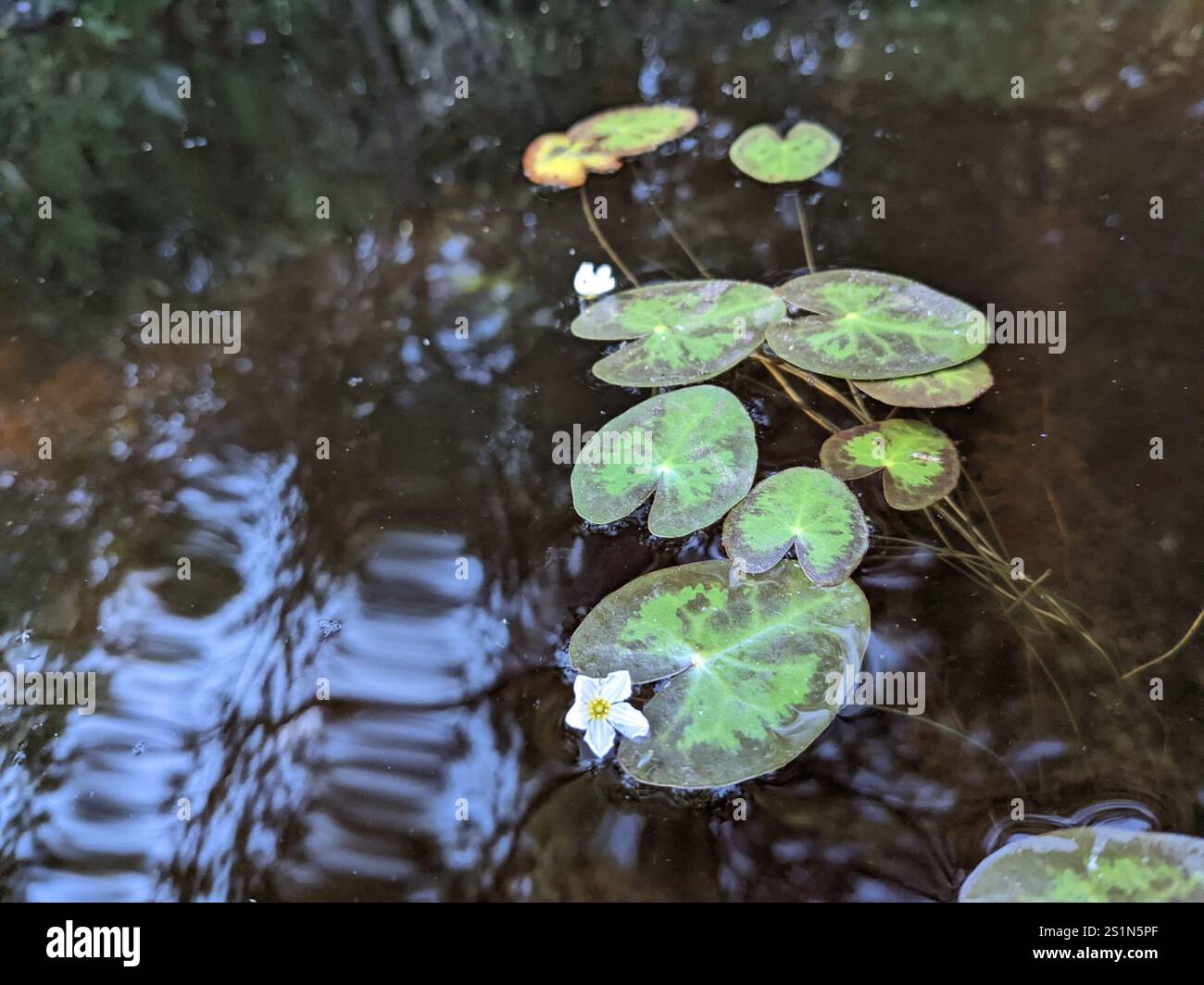 little floatingheart (Nymphoides cordata Stock Photo - Alamy