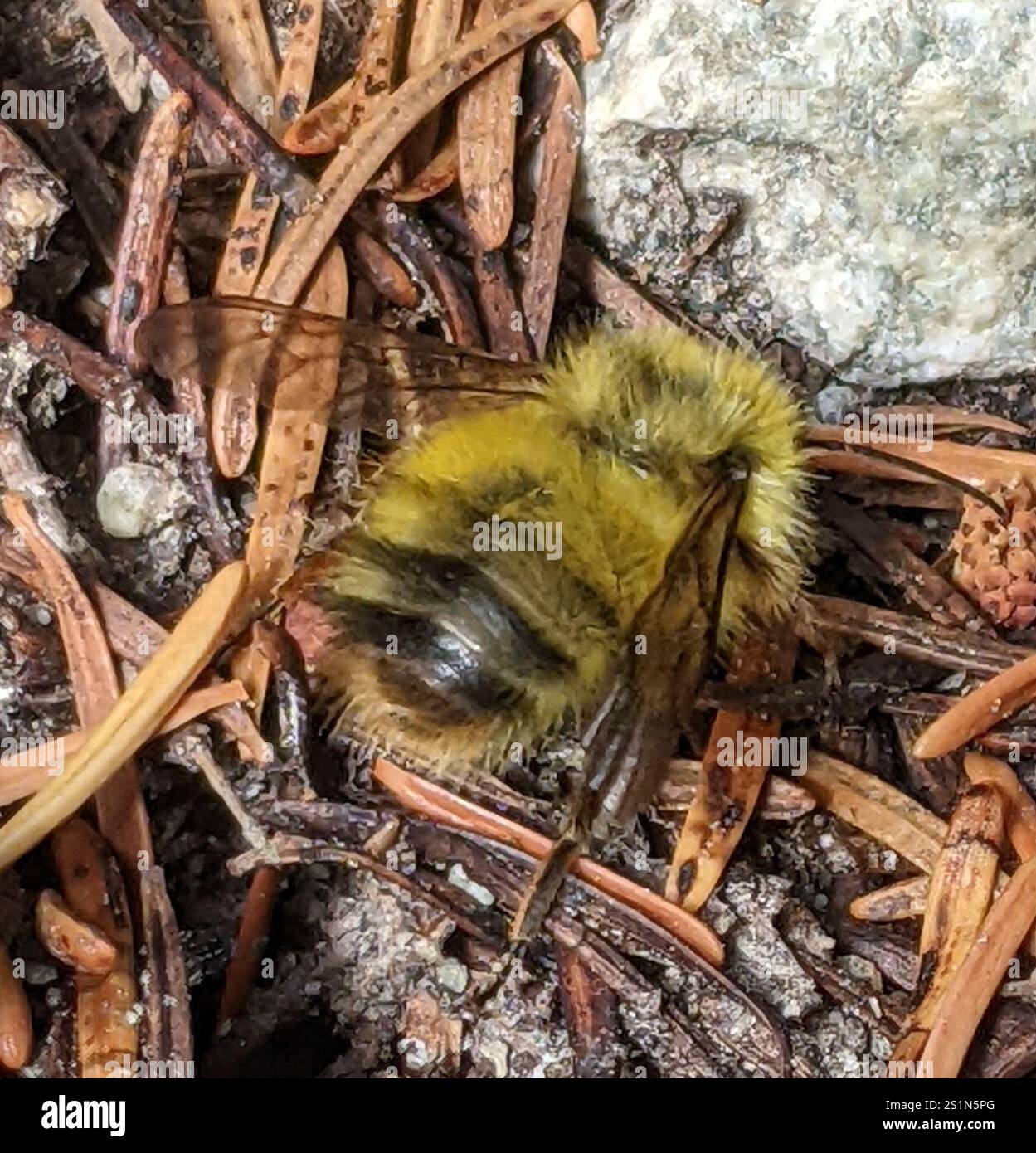 Sitka Bumble Bee (Bombus sitkensis Stock Photo - Alamy