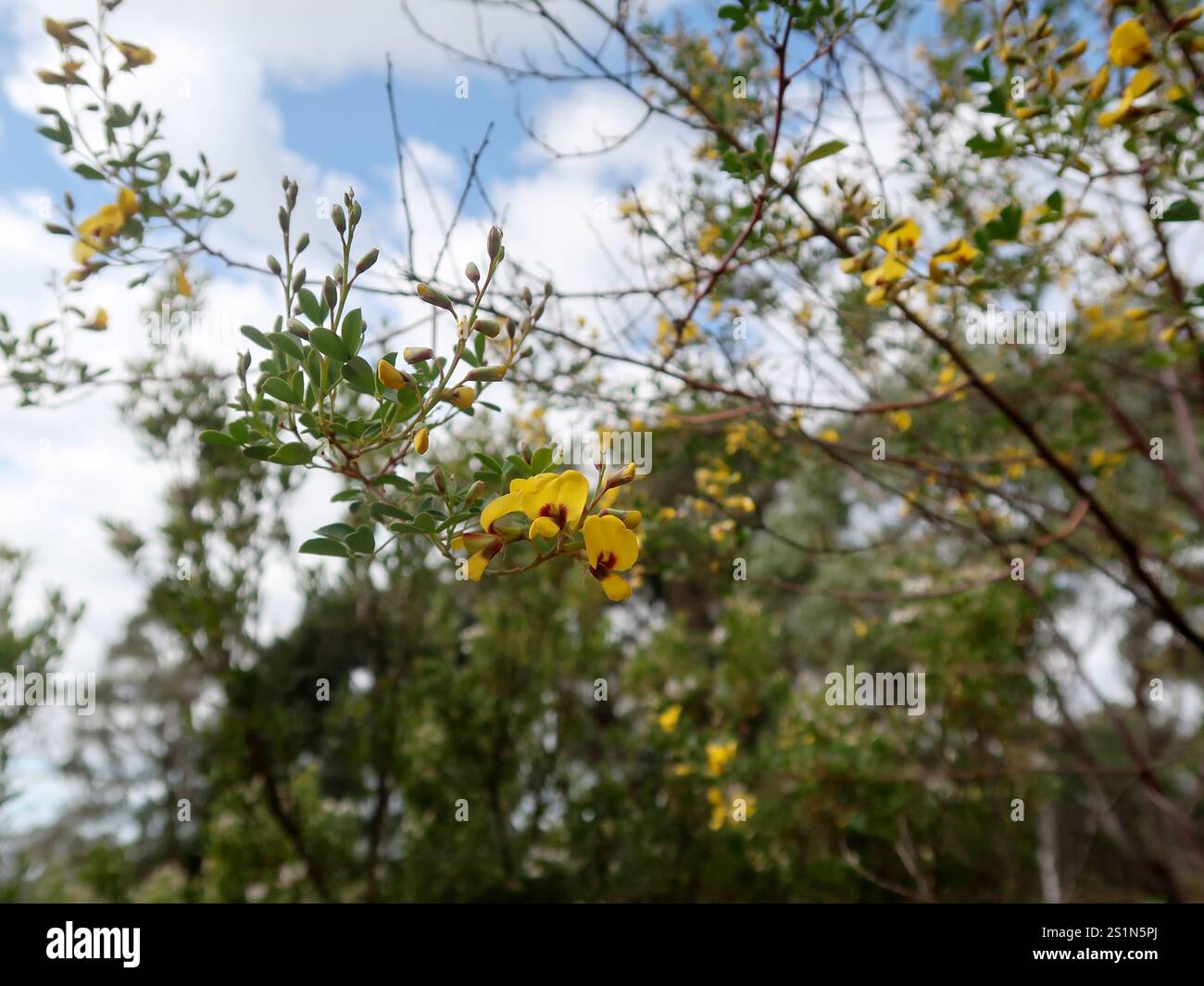 Clover-leaved Poison (Goodia lotifolia Stock Photo - Alamy