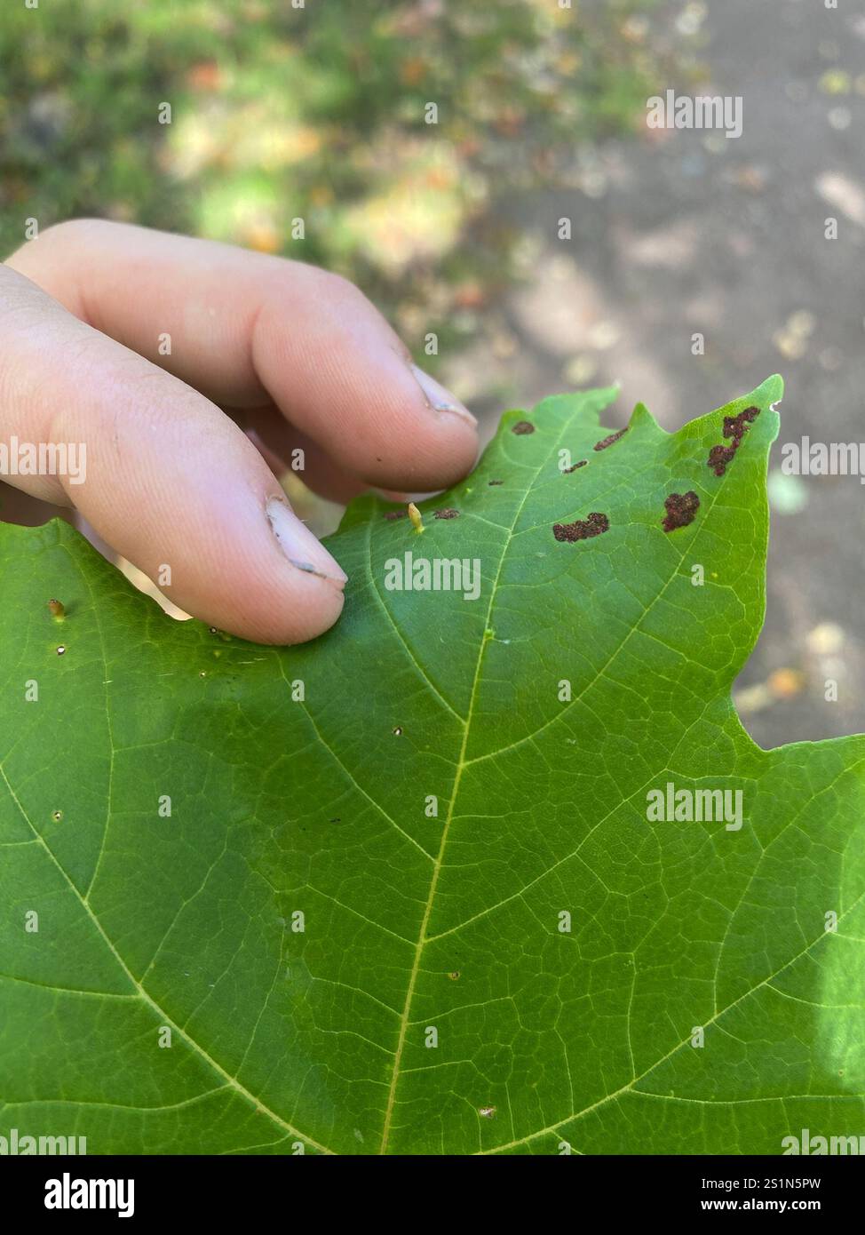 Maple Spindle Gall Mite (Vasates aceriscrumena Stock Photo - Alamy