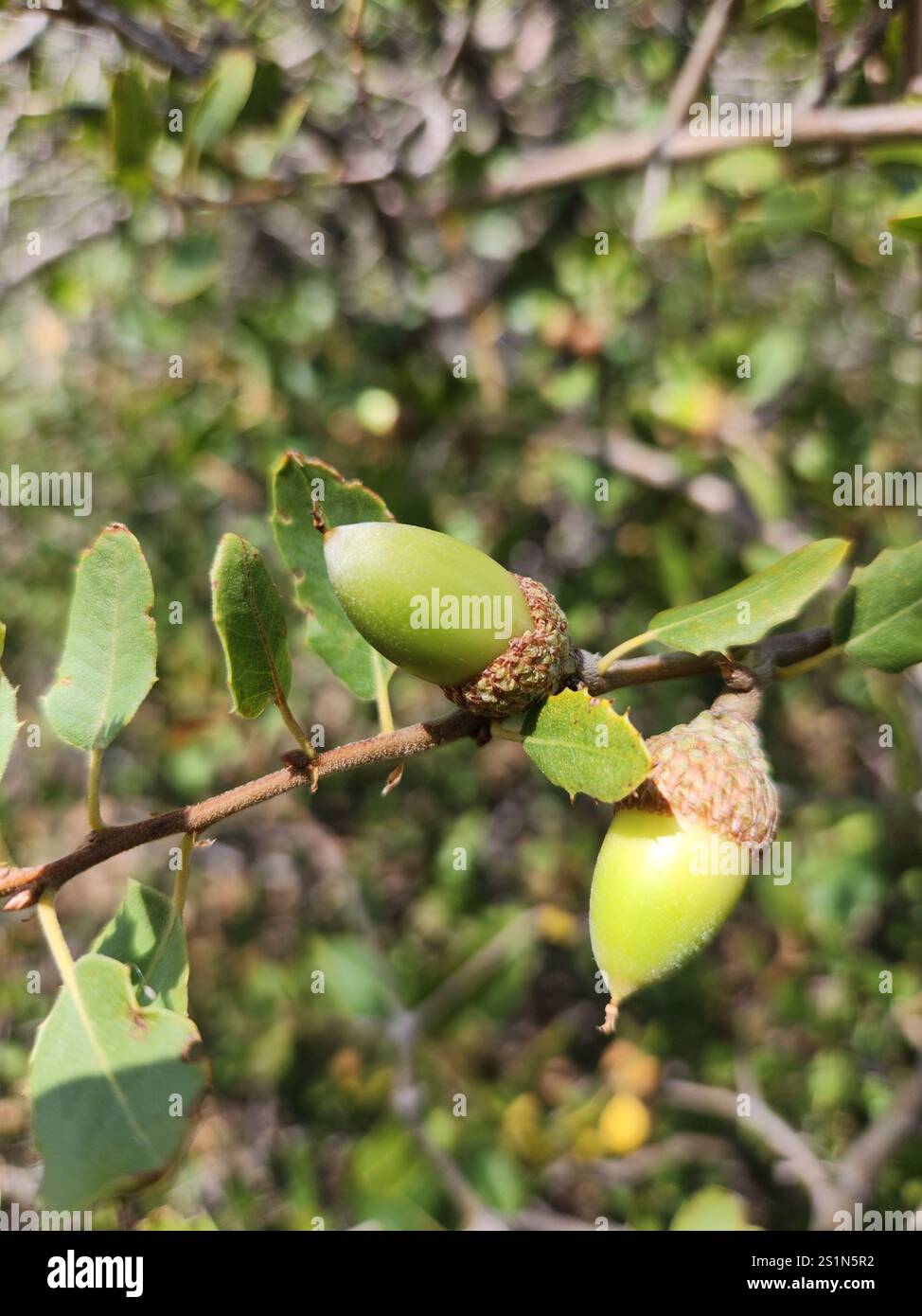 interior live oak (Quercus wislizeni Stock Photo - Alamy